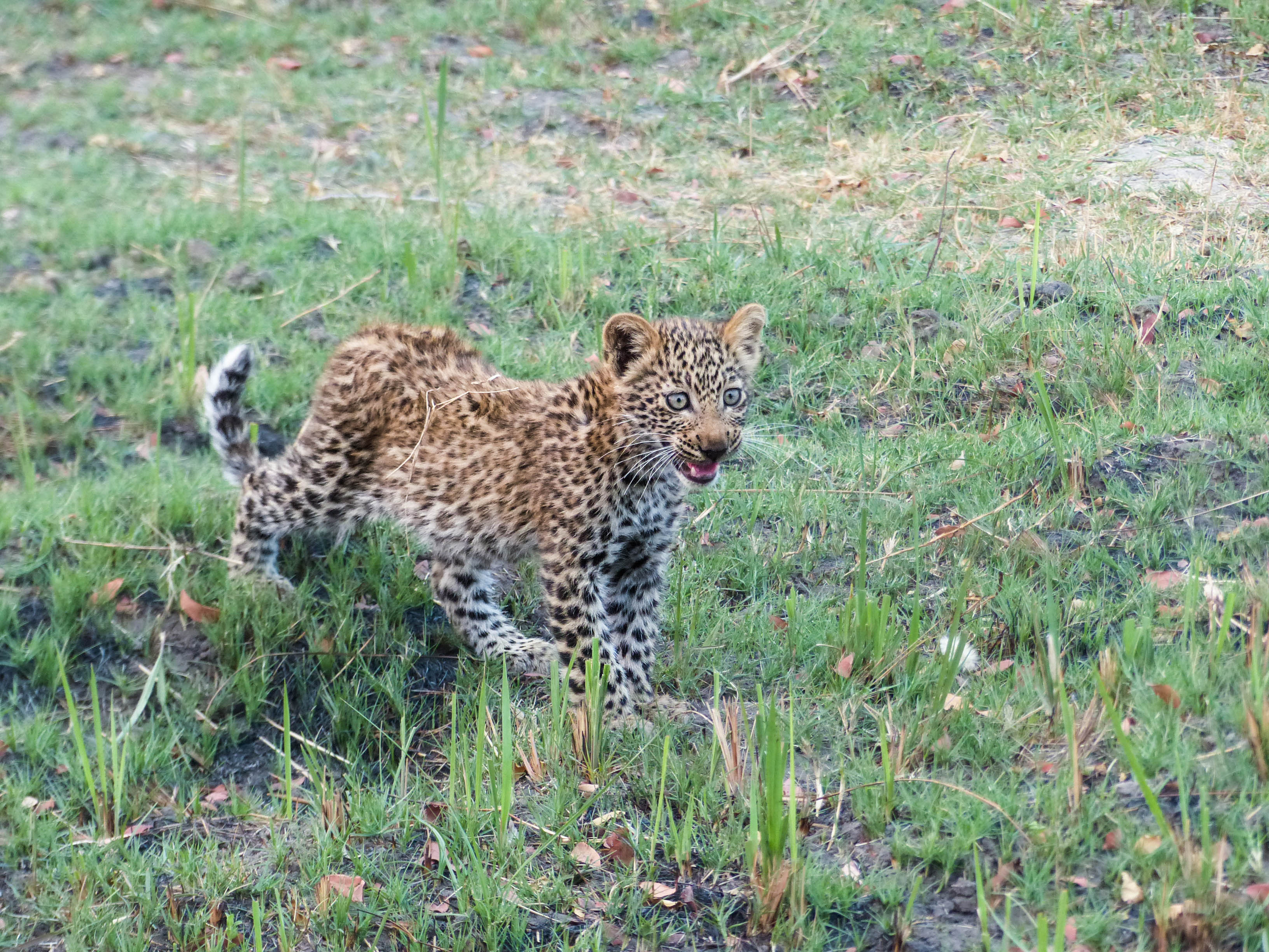 Ingwe Leopard Research - a Community crowdfunding project in Dorchester by Marine Servonnat