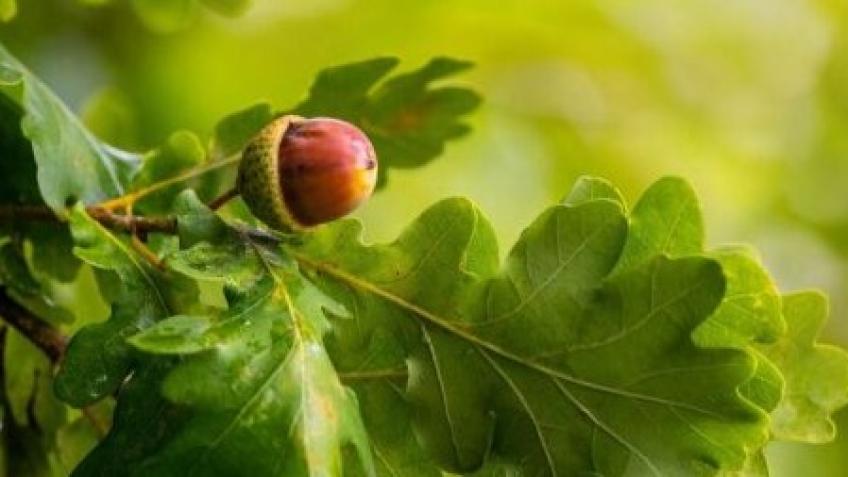 Acorn Faith Spiritual Practice - a Personal Causes crowdfunding project ...