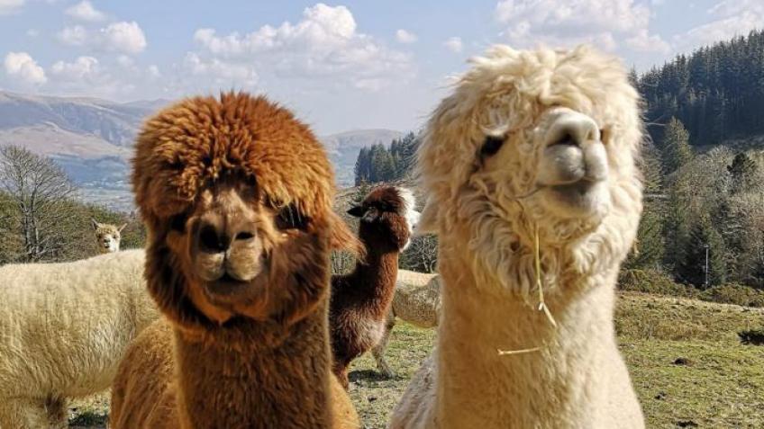 Living Alpacaly Ever After in these tricky times - a Social Enterprise ...