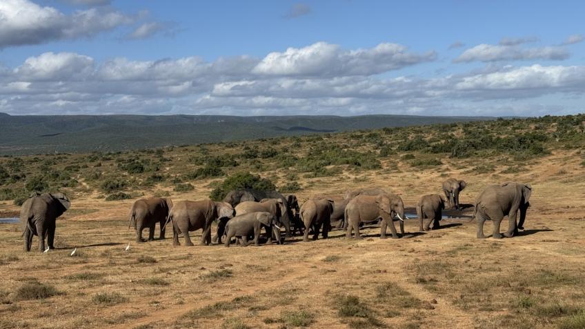 Amani Safari Sanctuary Fundraiser - a Community crowdfunding project in ...