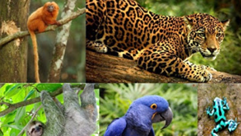 amazon rainforest endangered species photo project - a crowdfunding ...