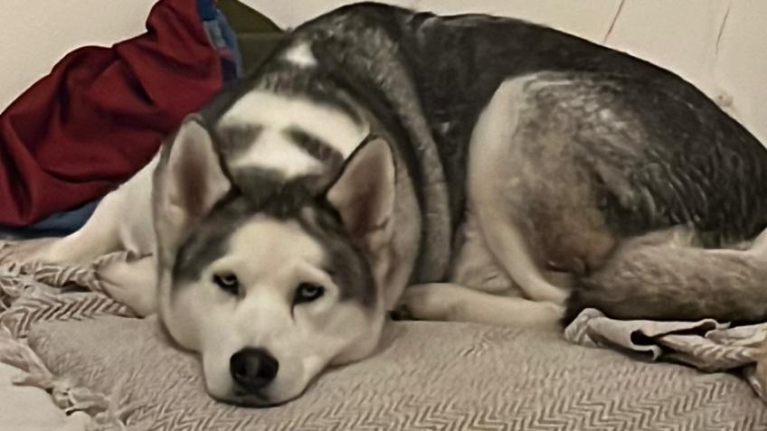 Aries needs an operation to save her life - a Personal Causes ...