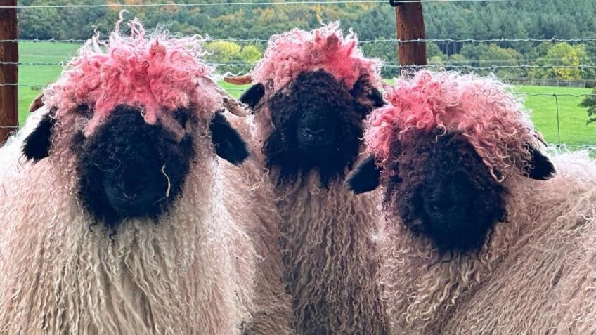 Aubrey Preeps, Counts Sheep - a Creative & Arts crowdfunding project in ...