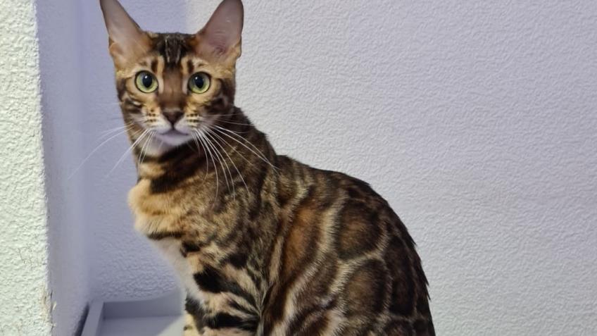 Bengal outdoor cattery and play pens - a Business crowdfunding project ...