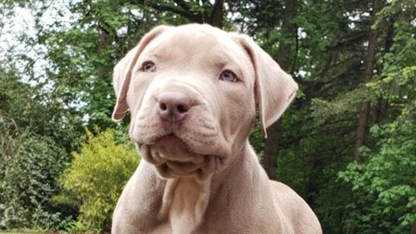Help Us Challenge the XL Bully Ban in Scotland - a Personal Causes ...