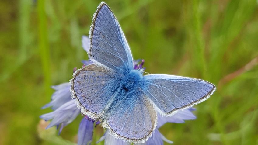 Community Meadow Rewilding Workshops in Cornwall - a Food and Drink ...