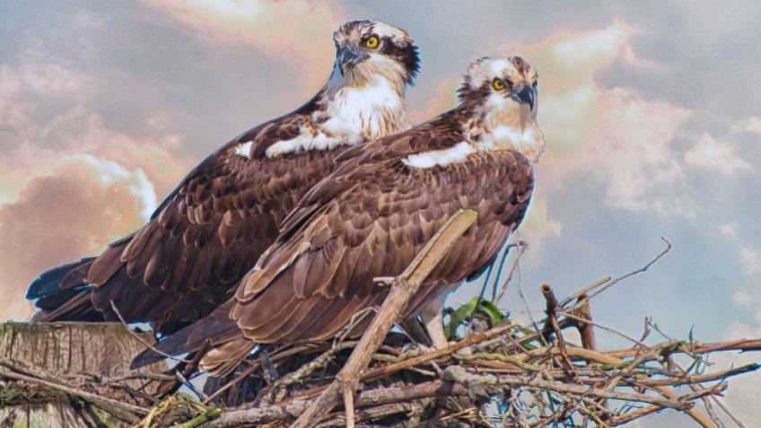 Cornwall Osprey Project - a Environment crowdfunding project in Truro ...