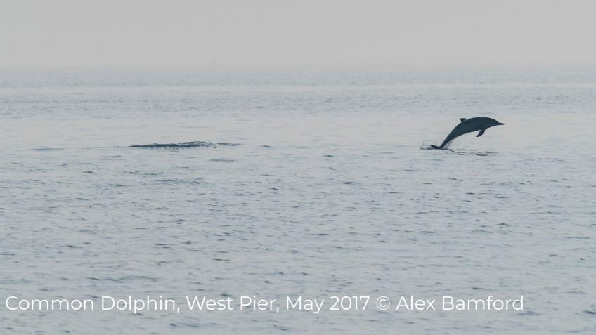 Reconnect Sussex with its Dolphins! - a Community crowdfunding project ...