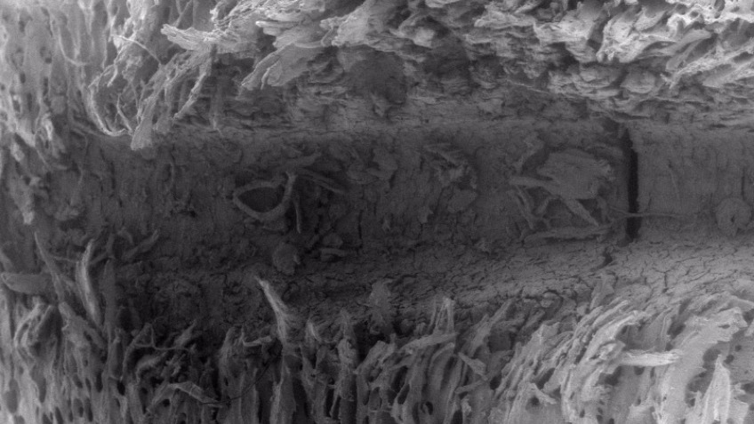 Fund a DPhil in Archaeological Science at Oxford - a crowdfunding ...