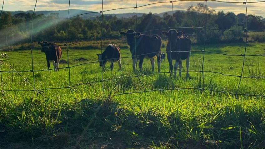 Farm Diversification - a Personal Causes crowdfunding project in ...