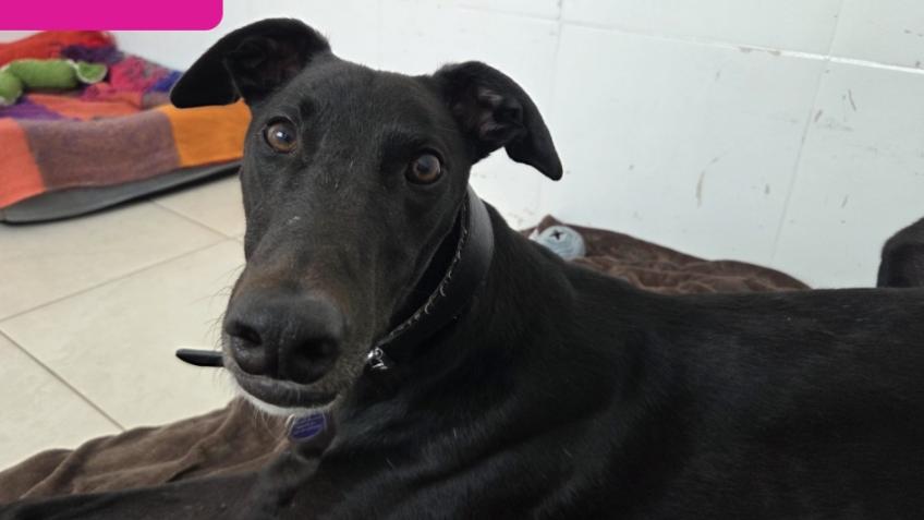 WIN A GROOM AND MANY MORE PRIZES - a Charities crowdfunding project in ...