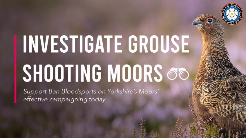 Investigate grouse shooting moors - a Personal Causes crowdfunding ...