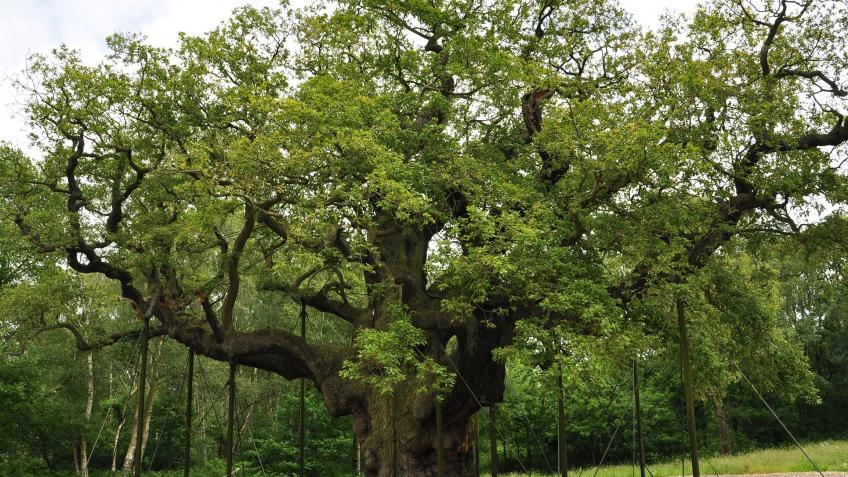 Growing and Planting English Oak Trees. - a Personal Causes ...