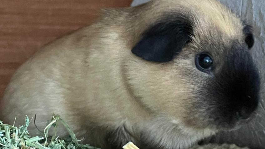 New home for the Guinea Pigs - a Personal Causes crowdfunding project ...