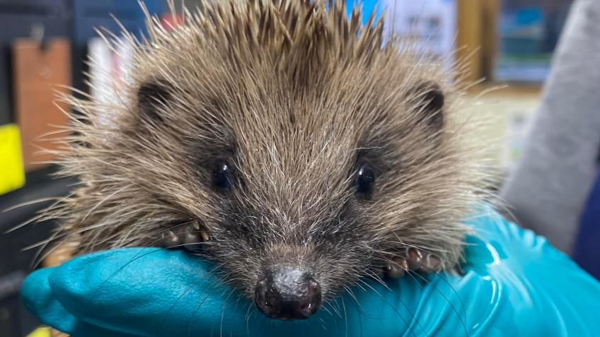 Hedgehog Vet Bill - a Environment crowdfunding project in Newquay by ...