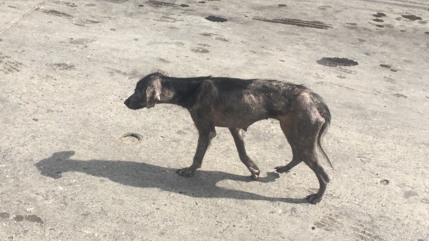 Help save the stray dogs of Cuba - a Charities crowdfunding project in ...