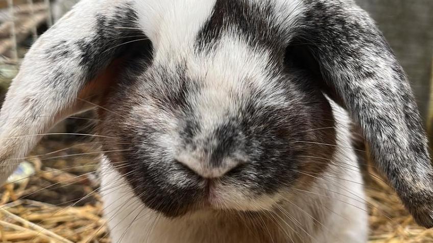 Can you help us to rescue these animals? - a Environment crowdfunding ...