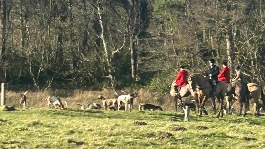 Help us save foxes! - a Environment crowdfunding project in Liverpool ...
