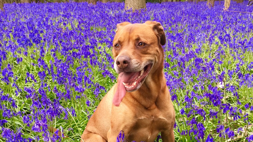 Henley Dog Cabins - a Business crowdfunding project in Henley In Arden ...