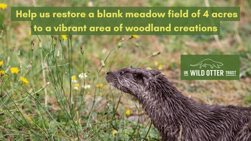 Lee Meadow Rewilding For Nature - a Environment crowdfunding project in ...