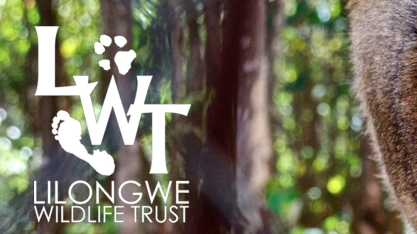 Lilongwe Wildlife Centre Volunteering Trip - a crowdfunding project in ...
