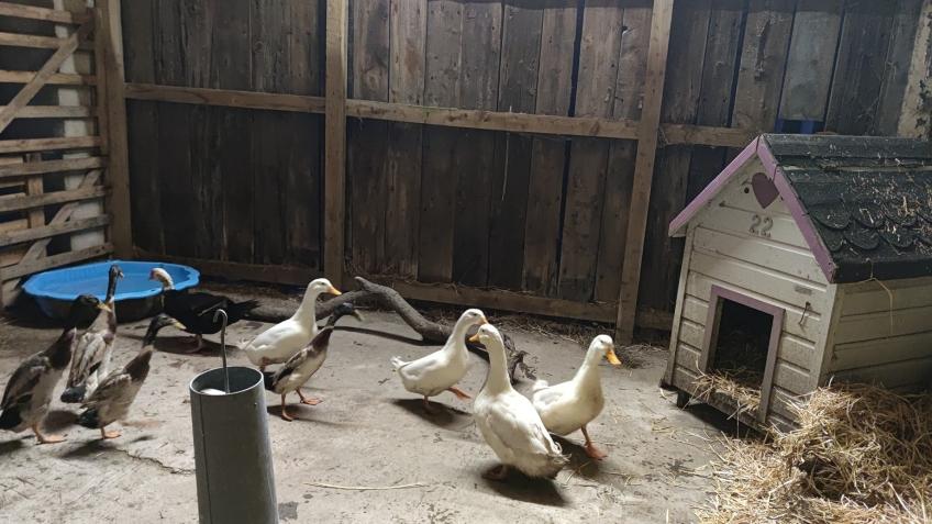 Little Haven Farm - a Leisure crowdfunding project in Hull by Little ...