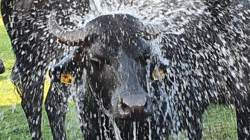 Staffordshire Buffalo Farm - Mattwellyn - a Food and Drink crowdfunding ...