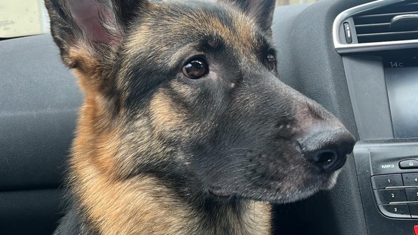 Medication (dog) - a Personal Causes crowdfunding project in Slough by ...