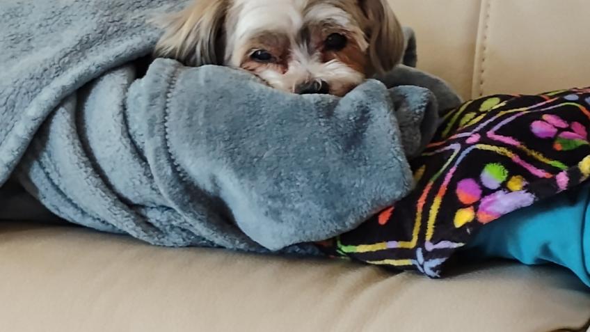 Mobile groom van for special needs pups - a Community crowdfunding ...
