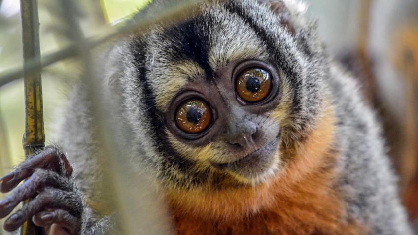 Neotropical Primate Conservation - a Community crowdfunding project in ...