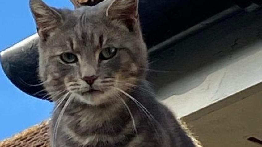 Neutering - a Personal Causes crowdfunding project in Ware by leisa