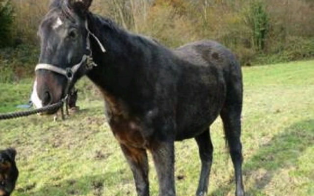 Pastures New - a Community crowdfunding project in Littleborough by ...