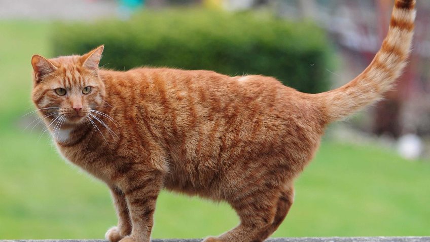 Please HELP Bernard the Cat! - a Community crowdfunding project in York ...