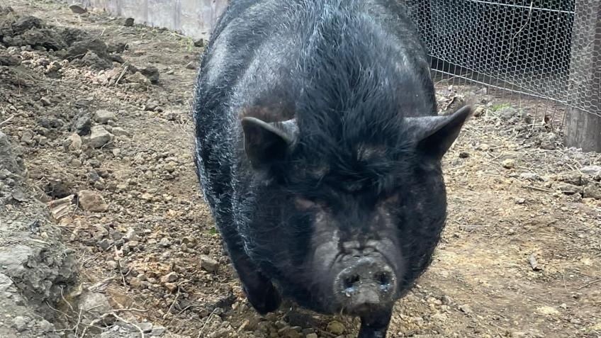 Save our Betty! - a Personal Causes crowdfunding project in Barnsley by ...