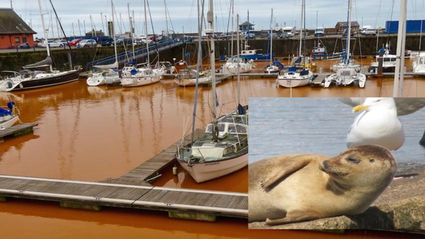 Save Whitehaven Harbour - a Environment crowdfunding project in ...