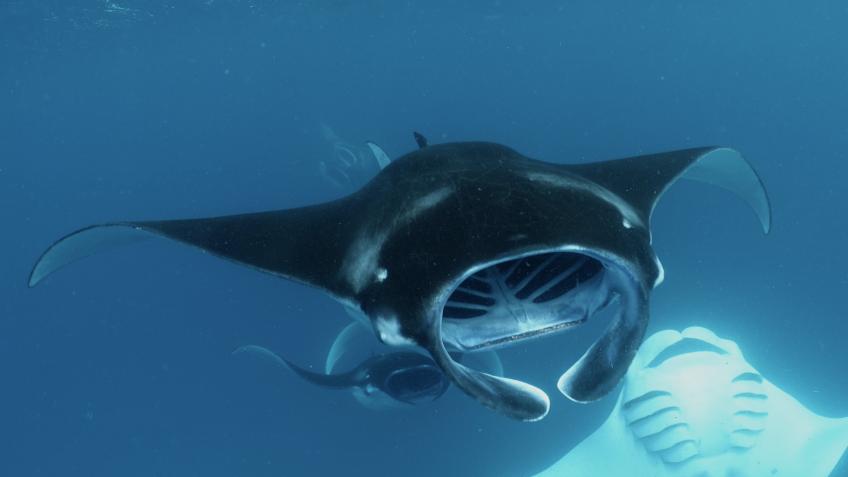 Saving Manta Rays Using Slime - a Environment crowdfunding project in ...