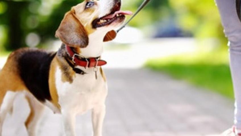 Sponsored dog walk - a crowdfunding project in Royton by Taïs + Nalo