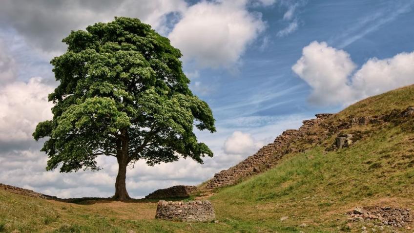 Sycamore Gap Tree Replacement - a crowdfunding project in Bilston by ...
