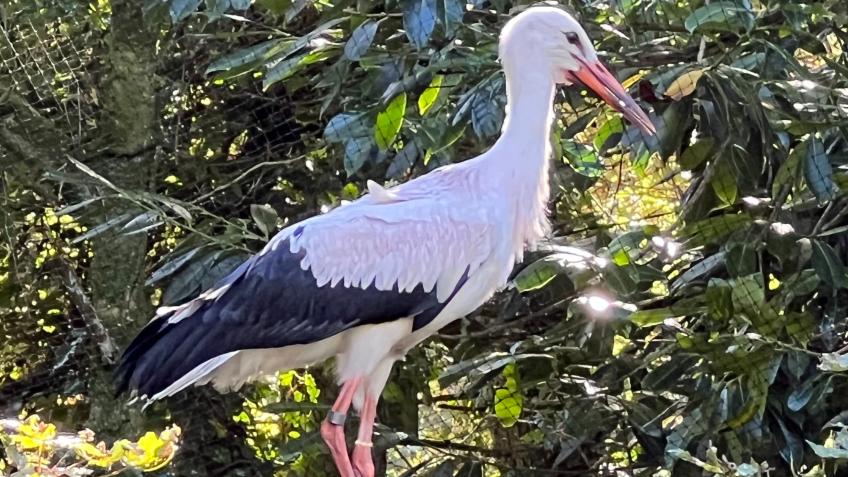 The Cornwall Stork Project - a Environment crowdfunding project in ...