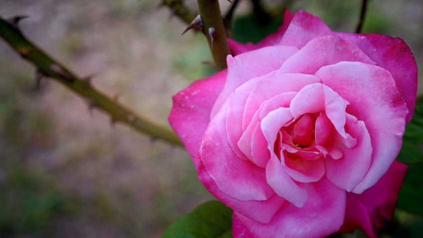The Rose Between The Thorns - a crowdfunding project in Cheltenham by ...