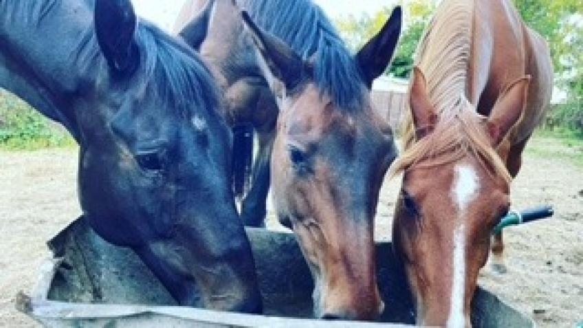 TO SUPPORT EX RACER TB SAVED FROM MEAT TRADE - a Personal Causes ...