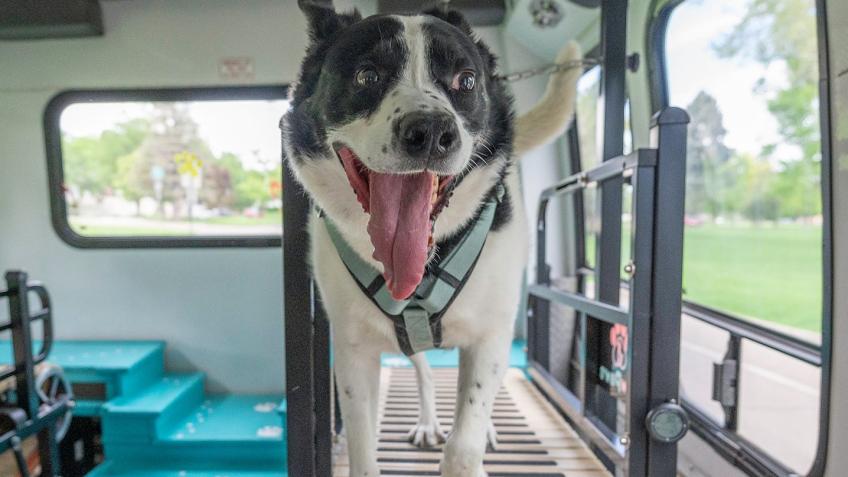 Waggin wheels - a Community crowdfunding project in Port Angeles by ...