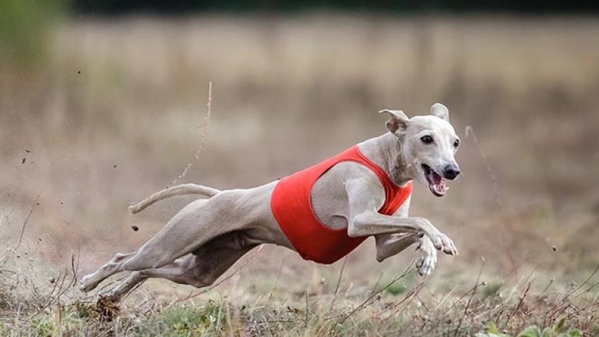 Whitehaven Lure Racing Start Up - a Community crowdfunding project in ...