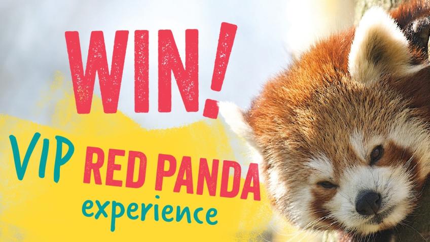 Win a VIP red panda experience - a Community crowdfunding project in ...