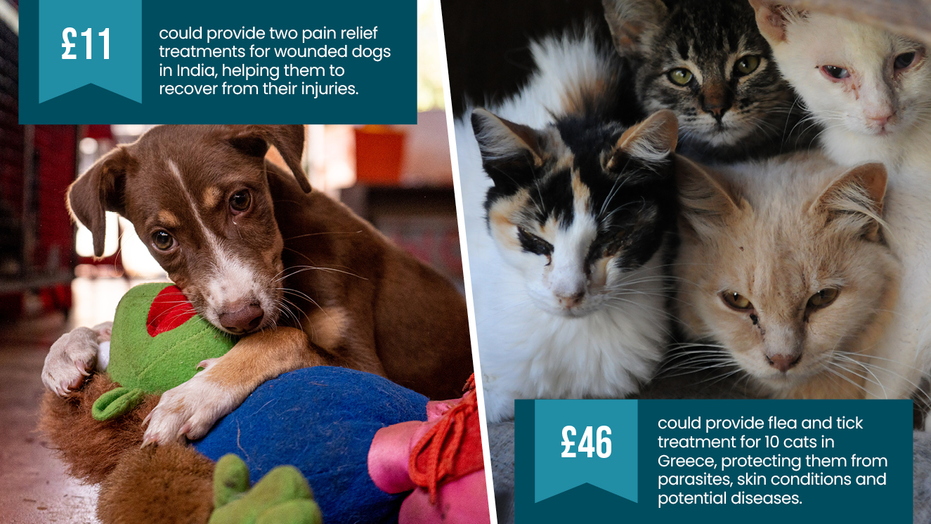 Send a life-saving parcel to an animal in need - a Environment ...