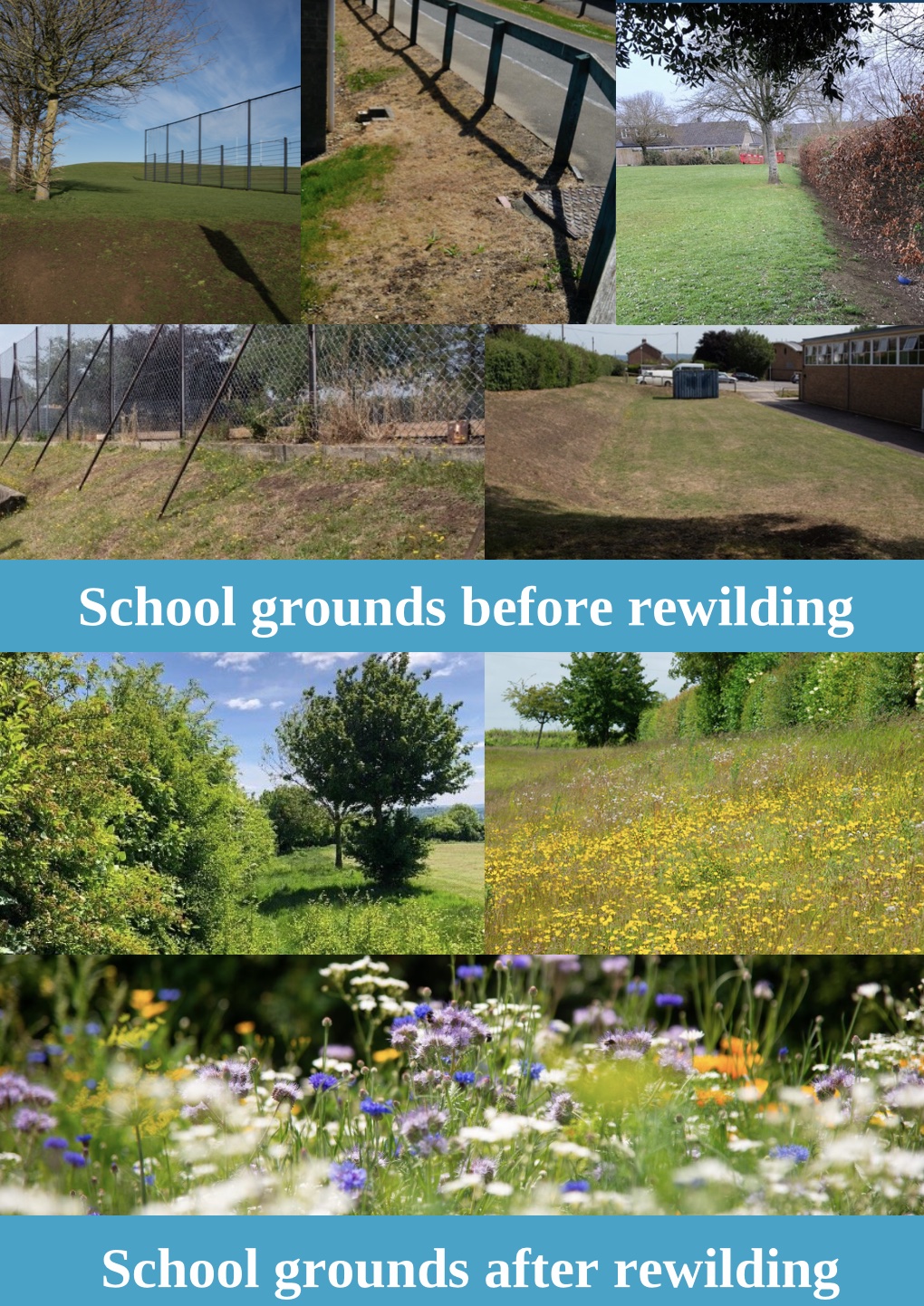 Rewild Britain's Schools - a Environment crowdfunding project in United Kingdom by Operation ...