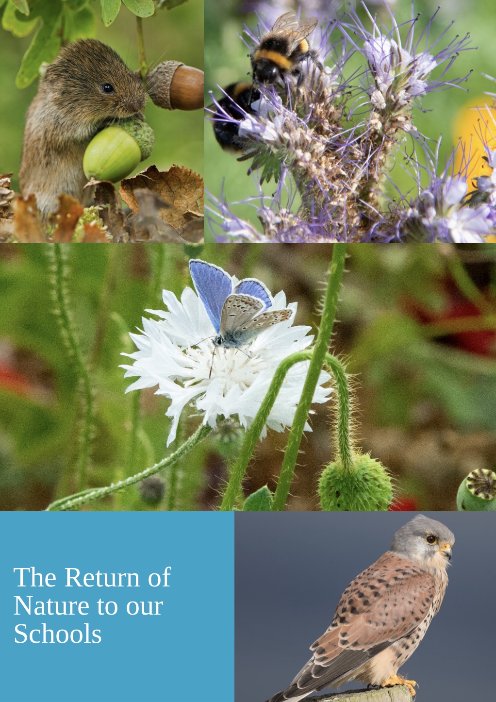 Rewild Britain's Schools - a Environment crowdfunding project in United Kingdom by Operation ...