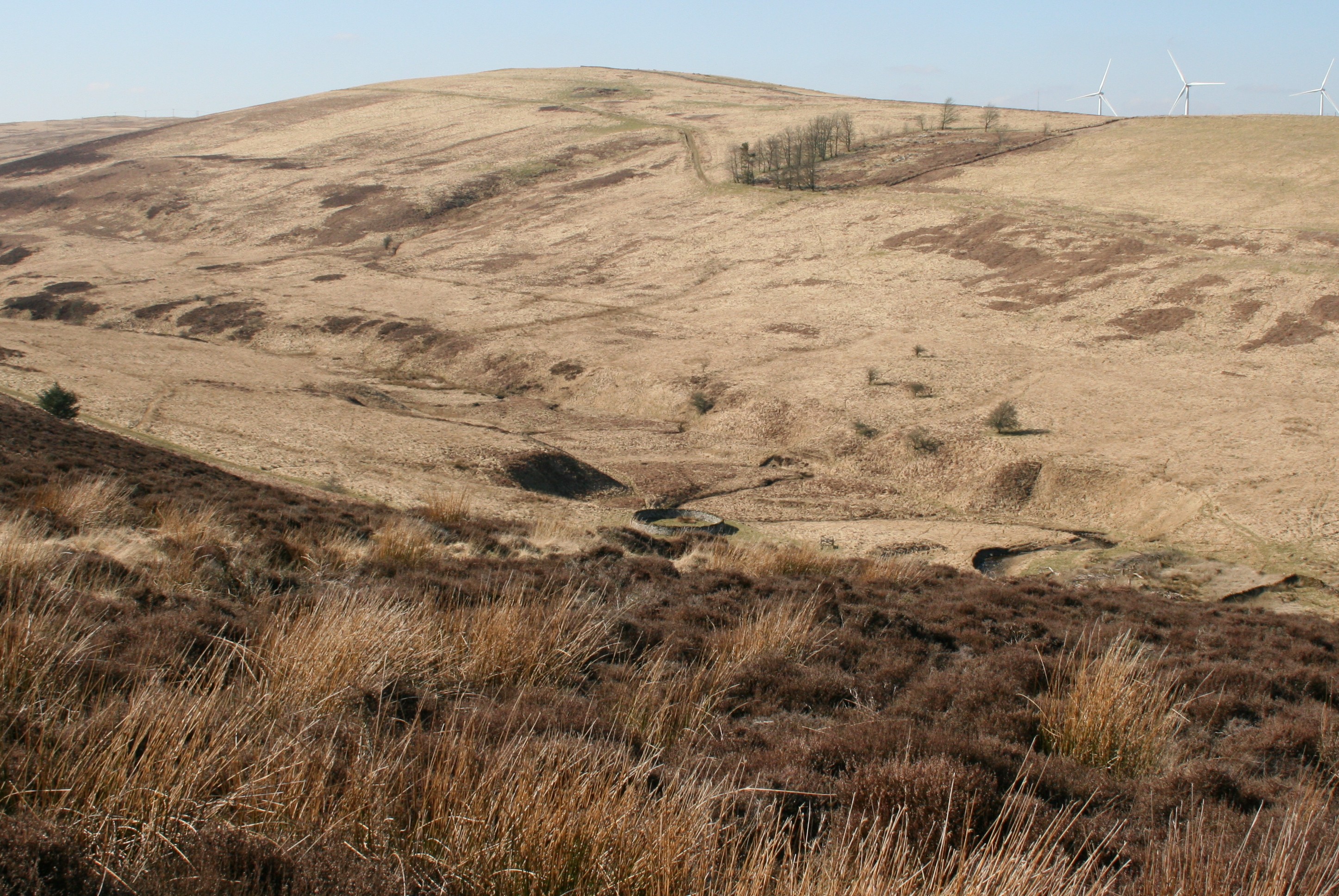 Save Todrig from Sitka spruce plantation - a Environment crowdfunding ...
