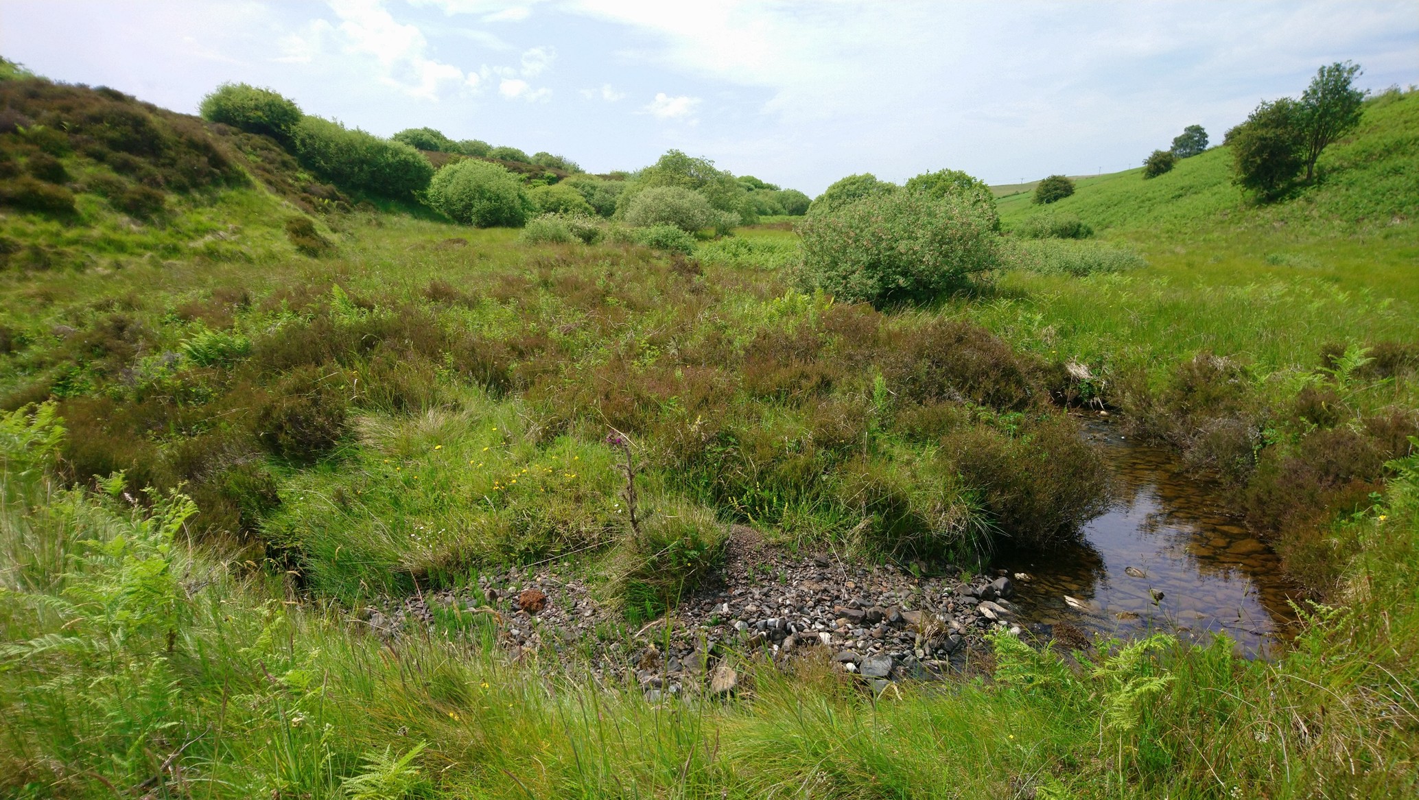 Save Todrig from Sitka spruce plantation - a Environment crowdfunding ...