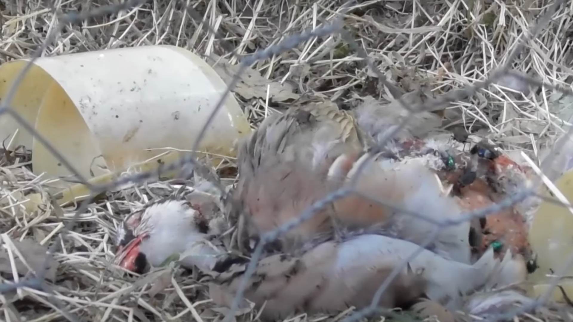 Help us expose more wildlife abusers - a Environment crowdfunding ...